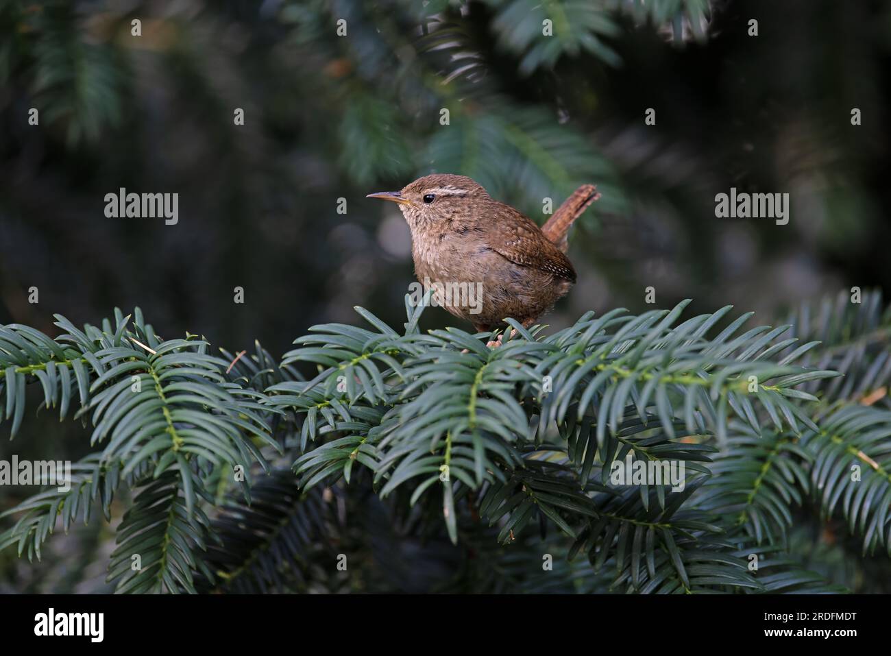 Troglodytes troglodytes 2023 hi-res stock photography and images - Alamy