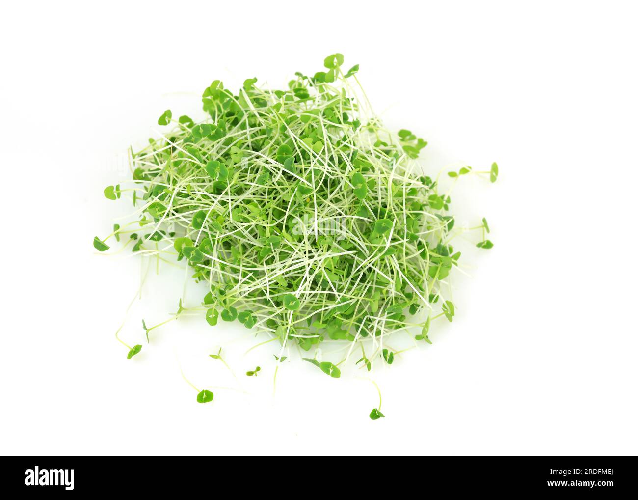 Chia microgreens on a white background. Chia sprouts top view. Concept ...