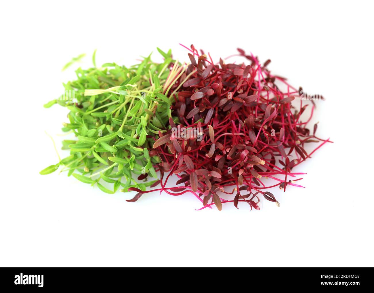 Microgreens of red and green amaranth. Concept of healthy eating ...