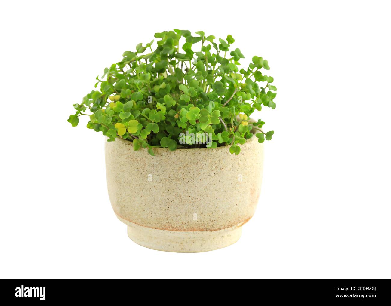Green broccoli sprouts in a ceramic cup on a white background. Young ...