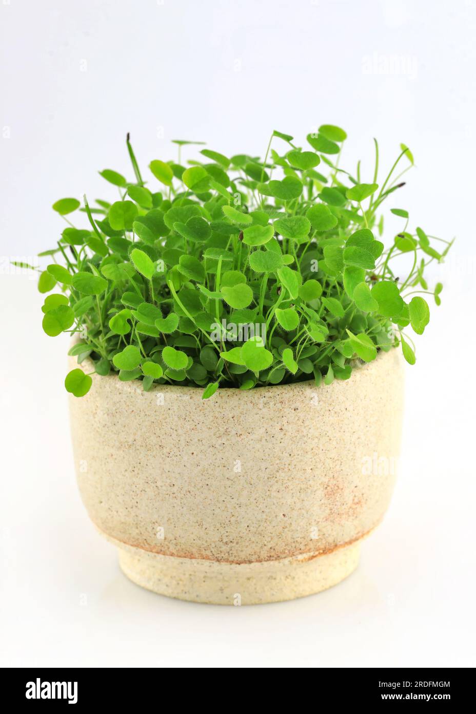 Clover microgreen close up. Edible Clover Microgreen Plants Growing on ...
