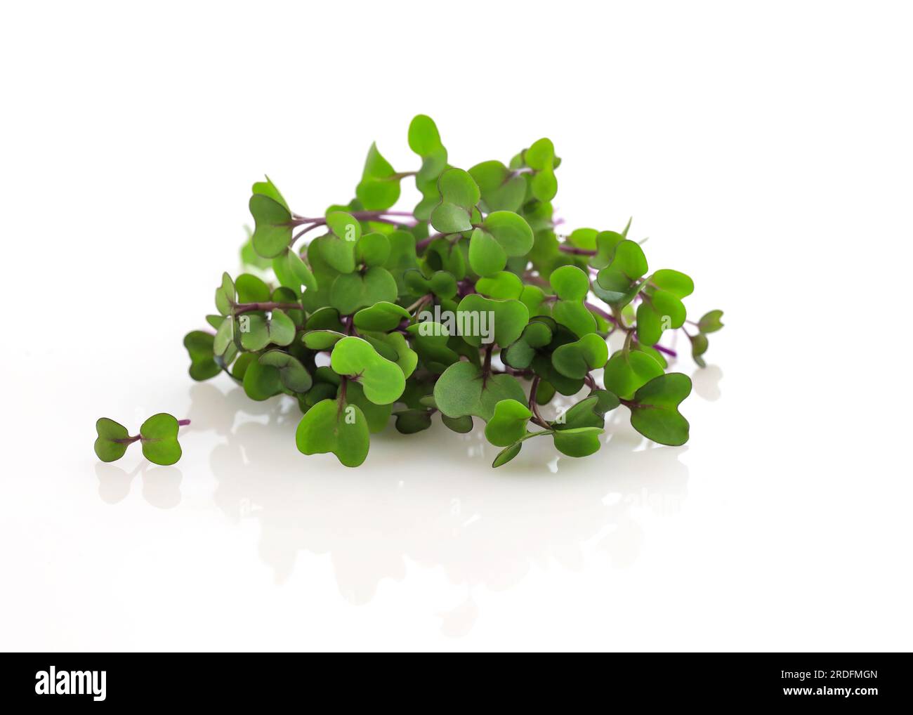 Cabbage microgreen close-up on a white background. Red cabbage, fresh ...