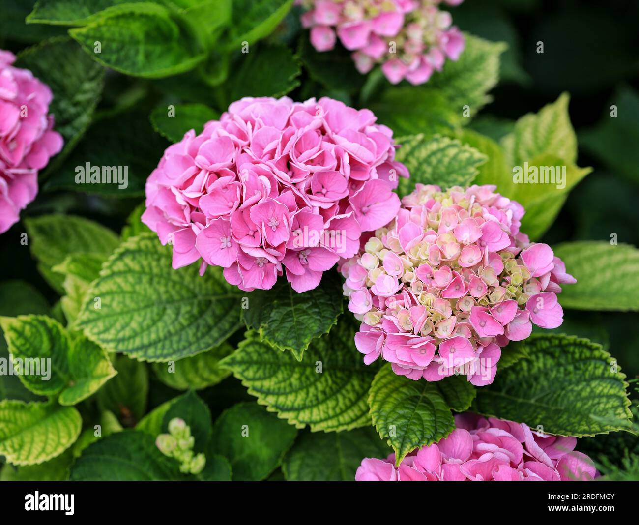 Bright beautiful pink hydrangea inflorescences on the bush. The ...