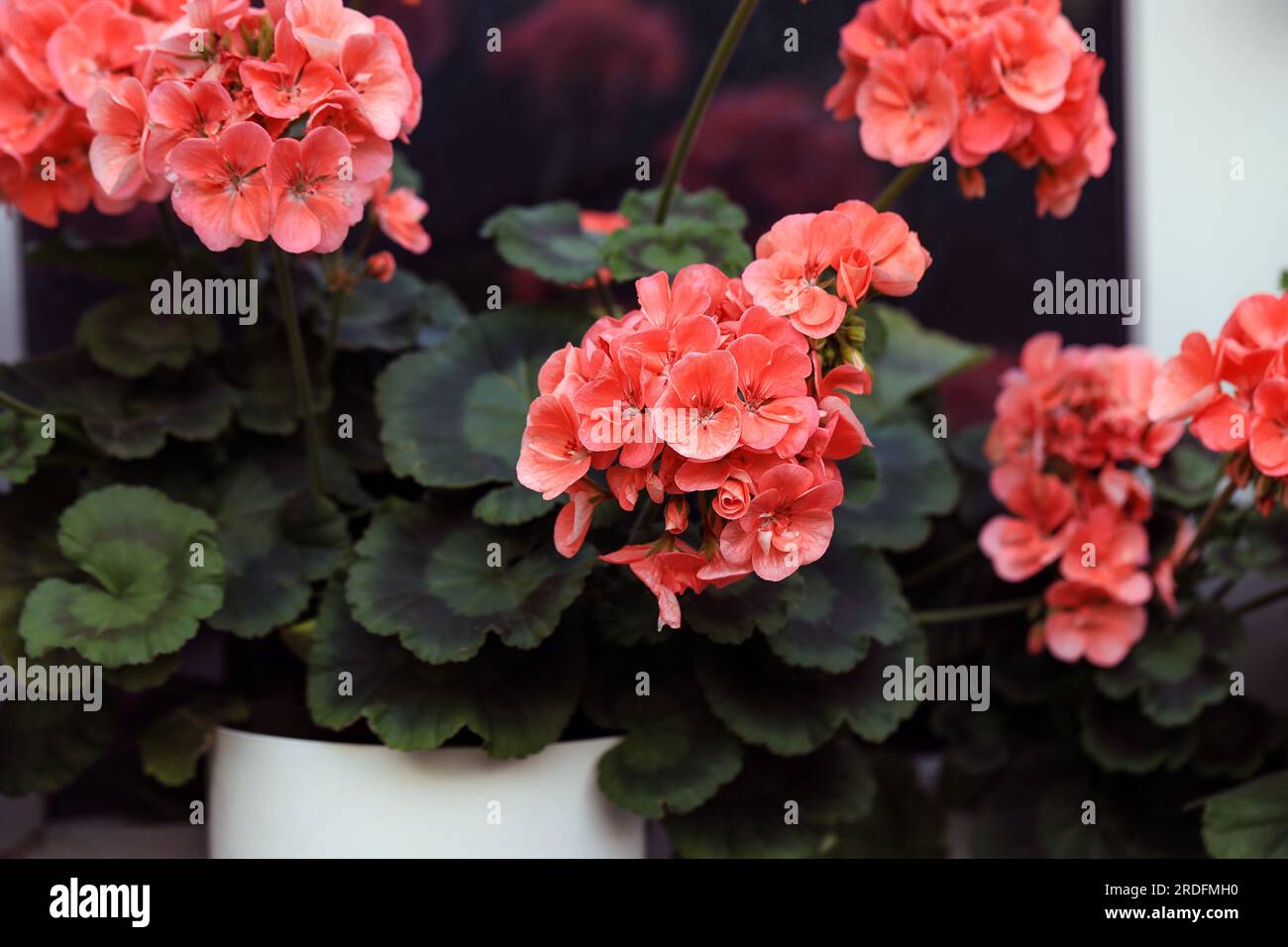 Vibrant orange blooming geranium flowers in decorative flower pot close ...