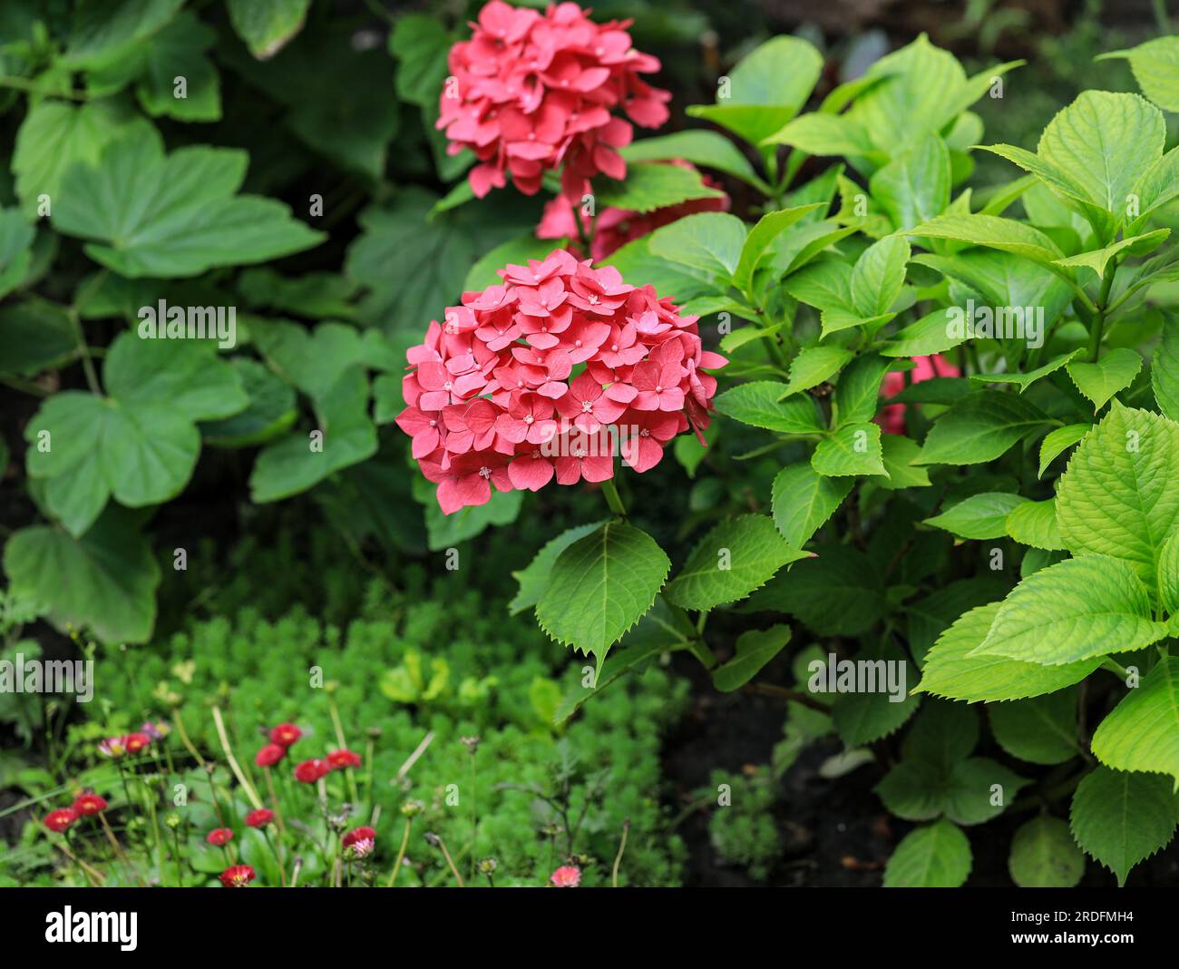 Bright beautiful pink hydrangea inflorescences on the bush. Growing red ...
