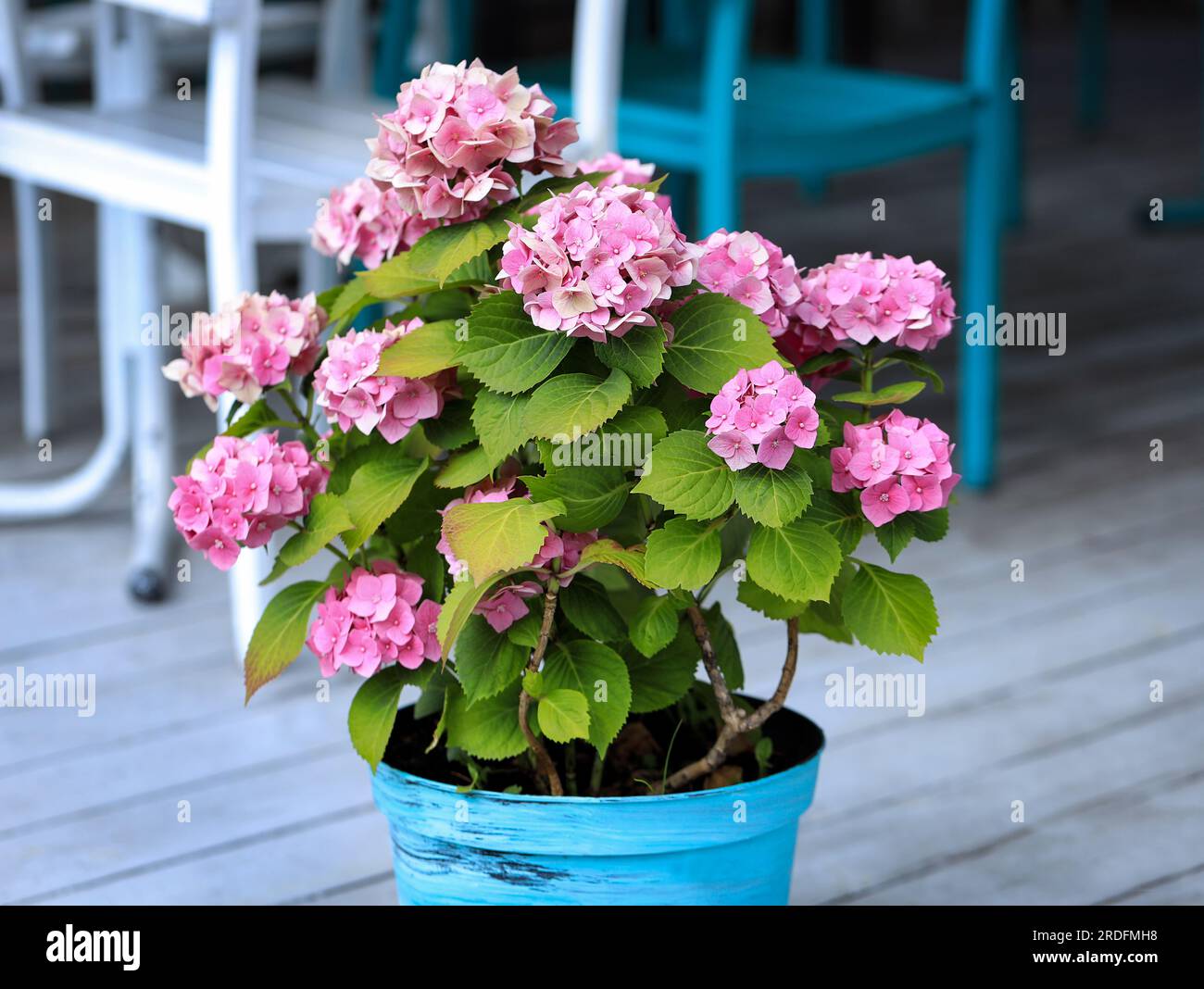 Growing pink hydrangeas in a pot. Bright beautiful pink hydrangea ...