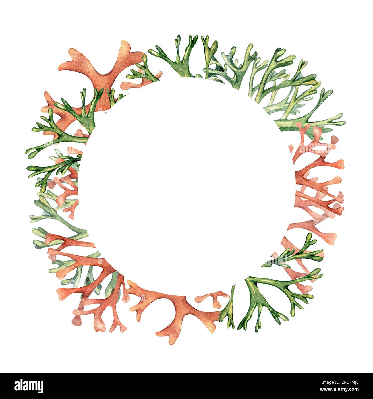 Frame of sea plant rhodymenia watercolor illustration isolated on white ...