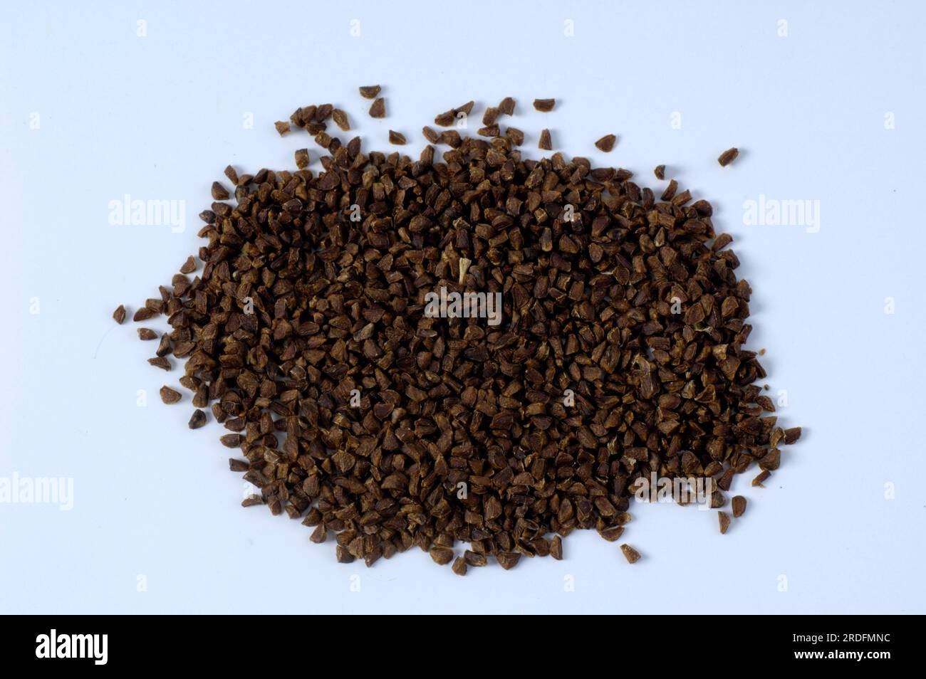 Common evening primrose (Oenothera biennis), seed Stock Photo - Alamy