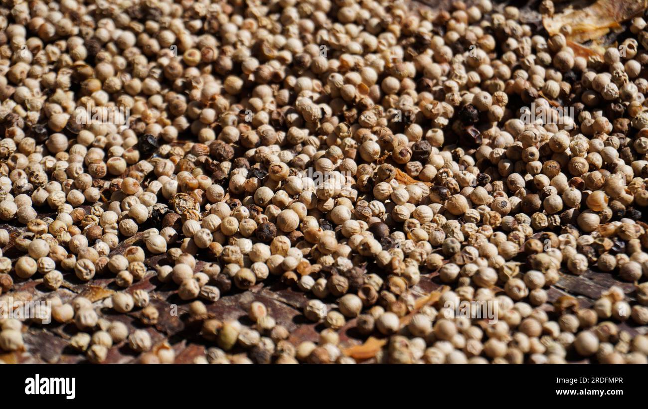 Sun-dried white pepper Stock Photo - Alamy