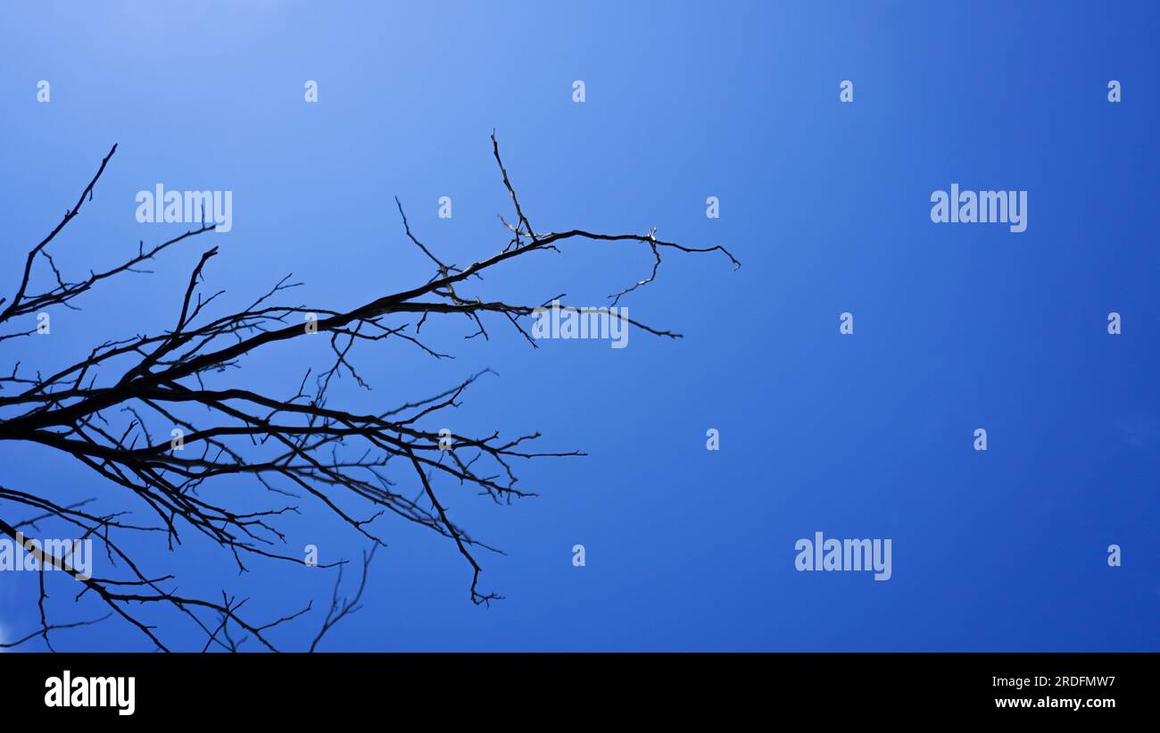 Branches of a dead tree against a blue sky background Stock Photo - Alamy