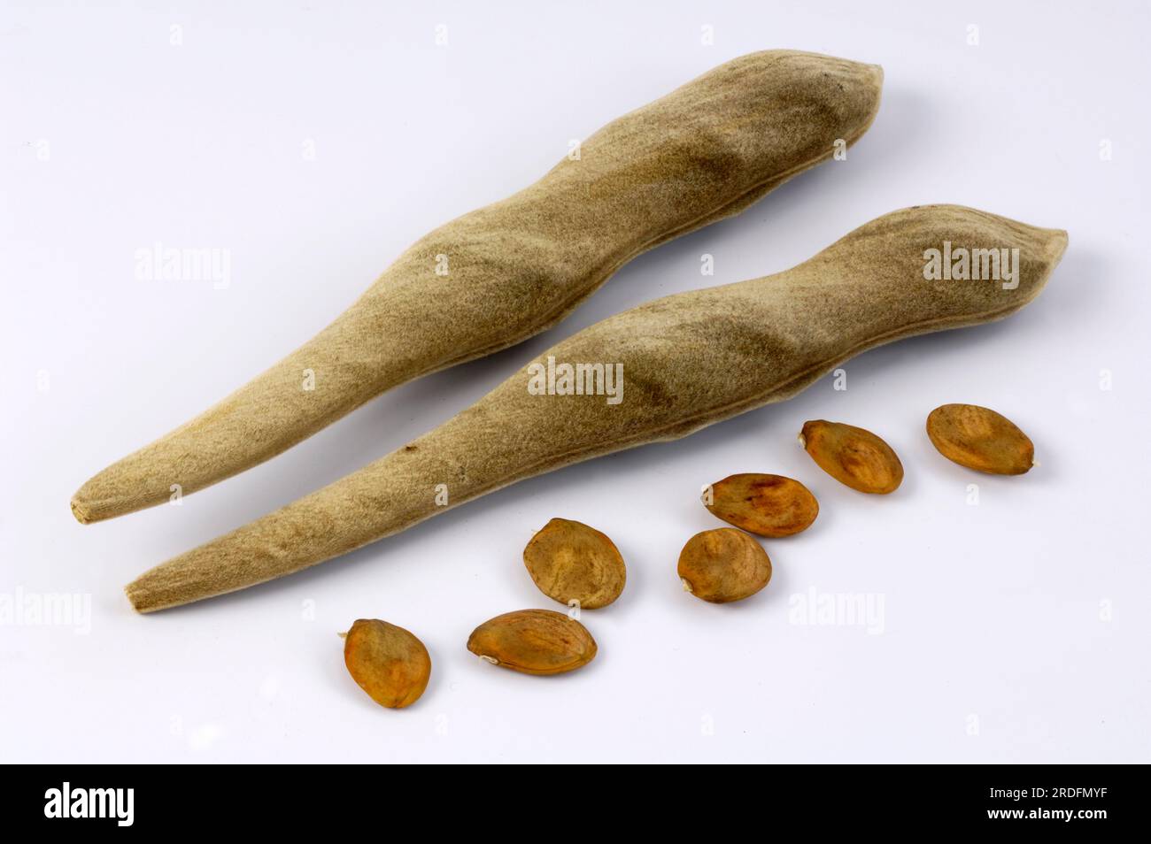 Chinese wisteria (Wisteria sinensis), Seed (Wisteria chinensis), Pod ...