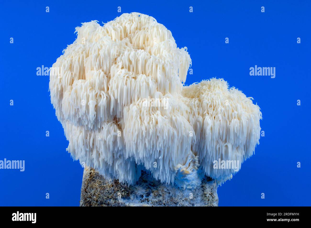 Bearded tooth mushroom (Hericium erinaceus), monkey head mushroom, TCM ...