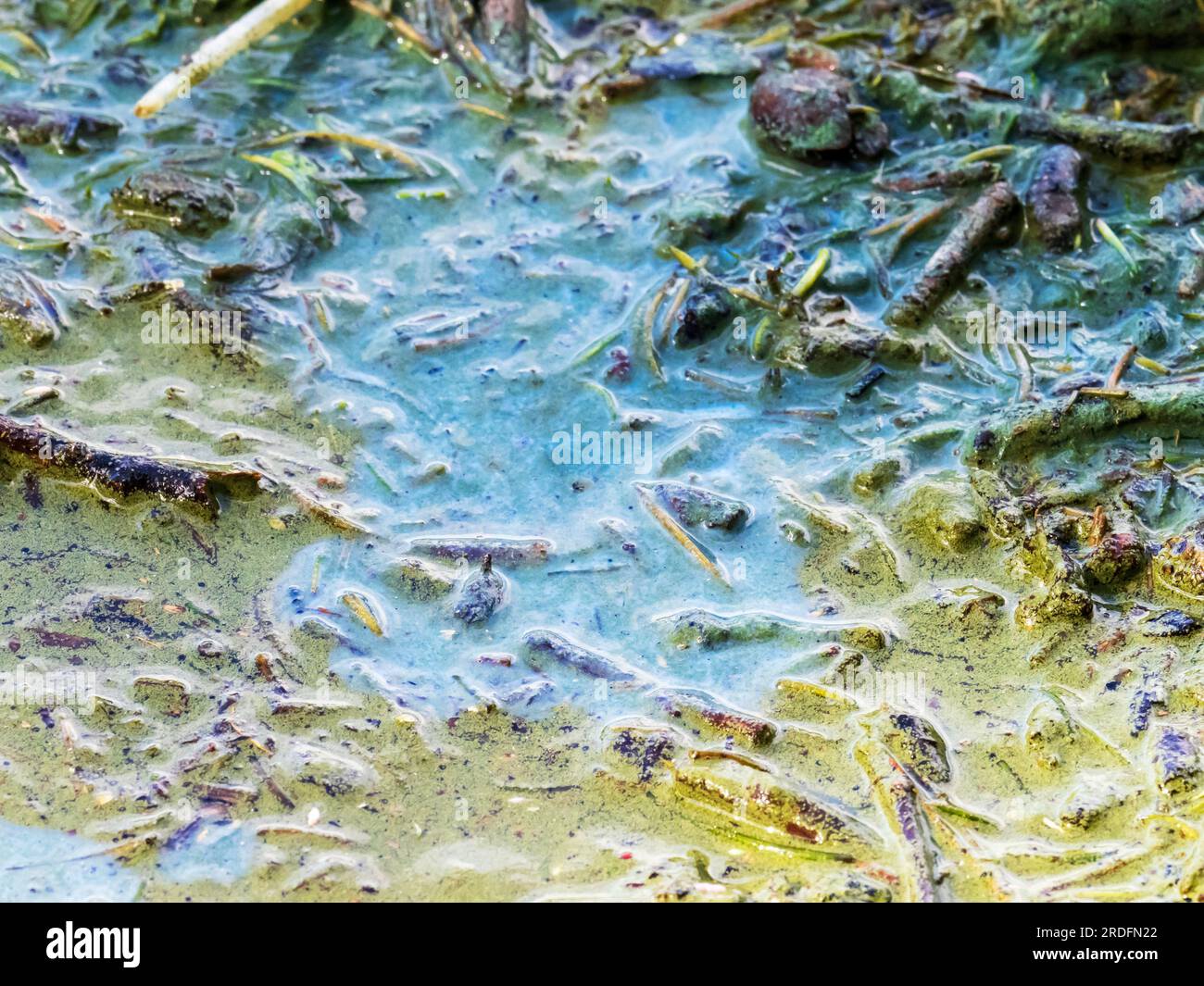 Blue green algae windermere hi-res stock photography and images - Alamy