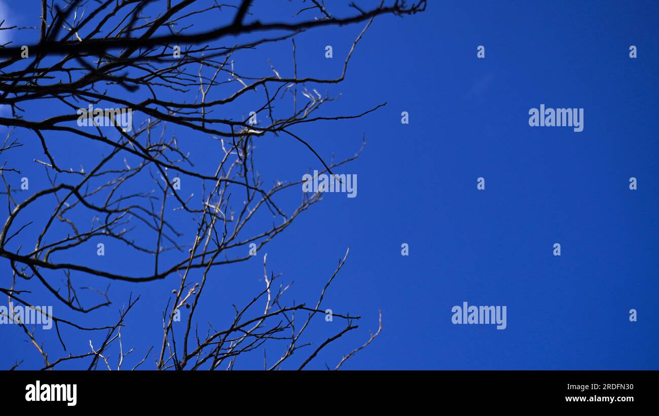 Branches palm tree toned hi-res stock photography and images - Alamy
