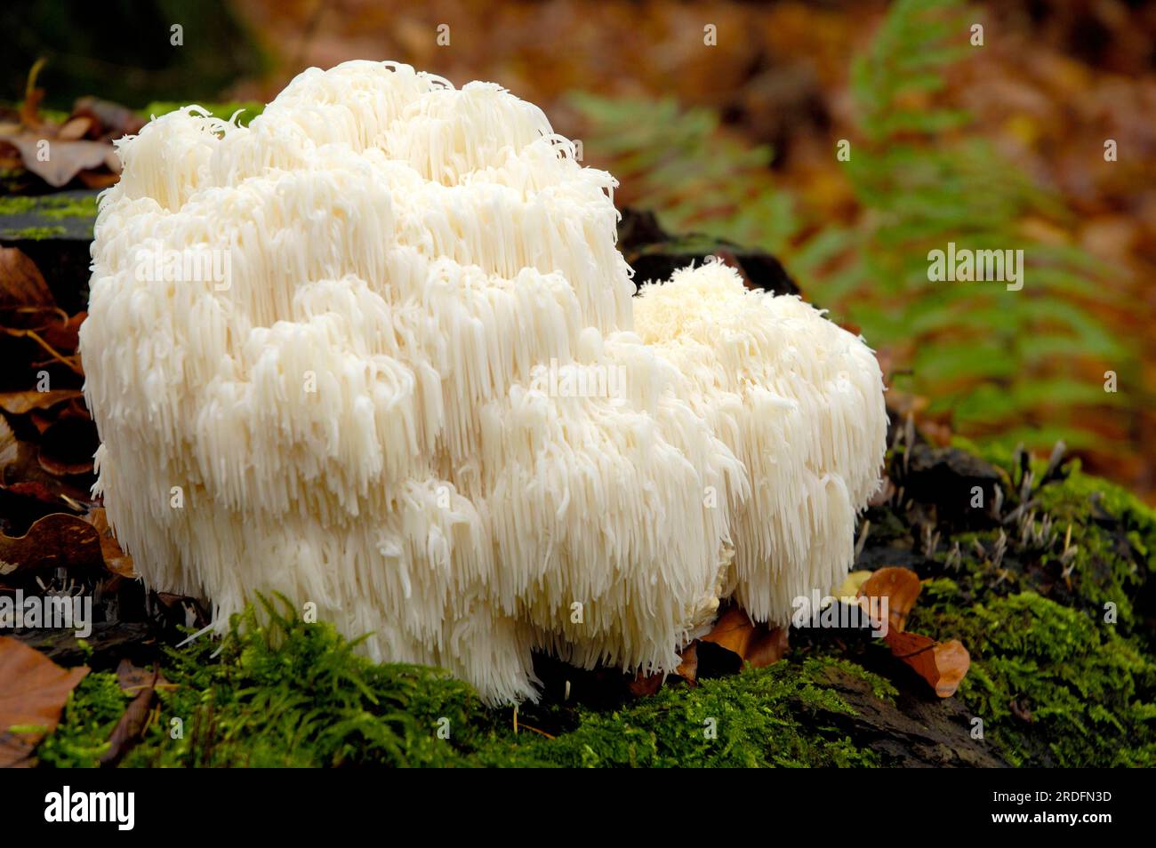 Bearded tooth mushroom hi-res stock photography and images - Alamy