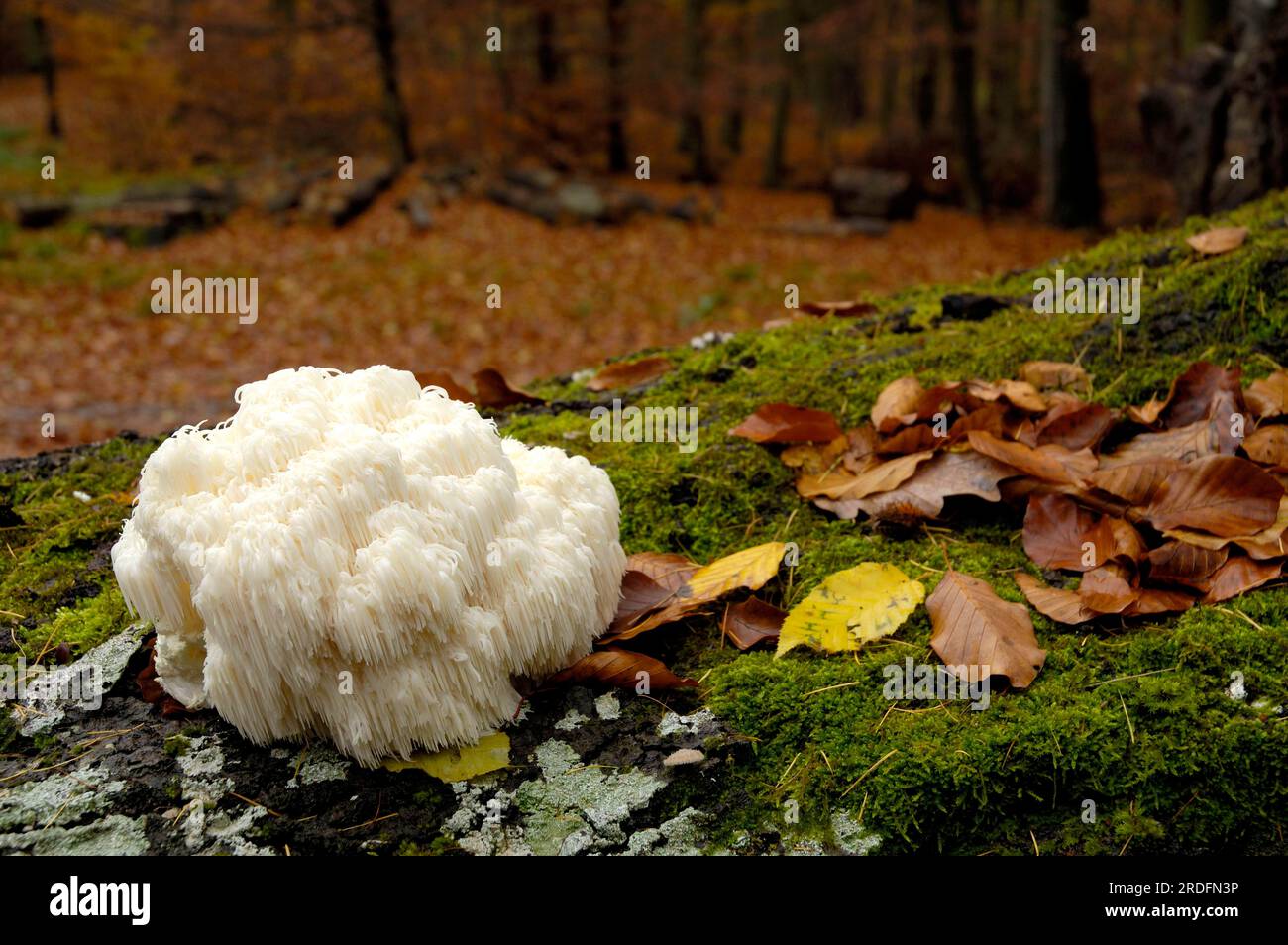 Bearded tooth mushroom (Hericium erinaceus Stock Photo - Alamy