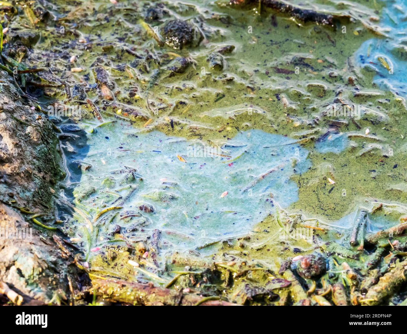 Blue Green algae on the shore of Lake Windermere, Lake District, UK ...
