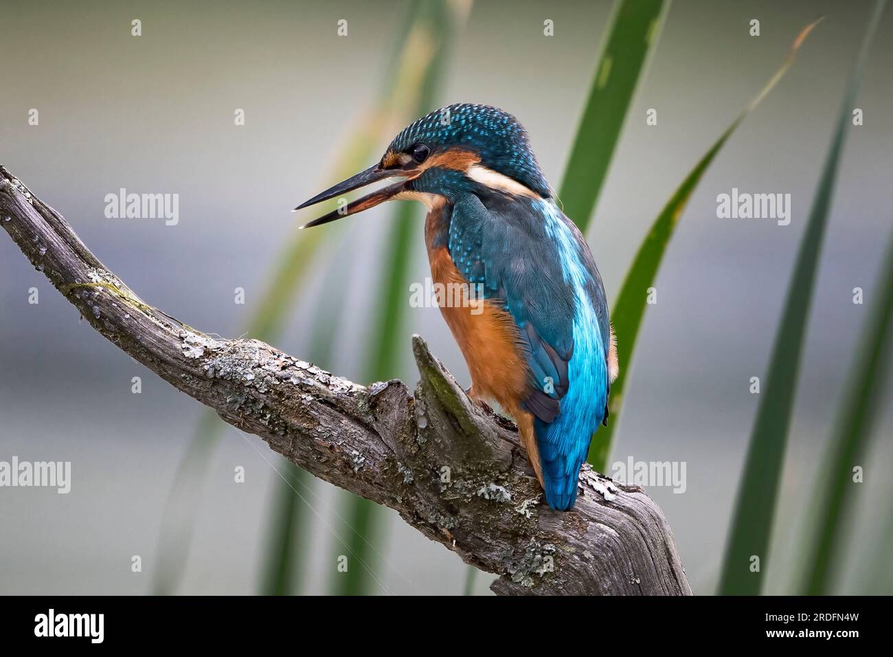 Kingfisher perched on a log ready to dive for a fish on a Surrey pond ...