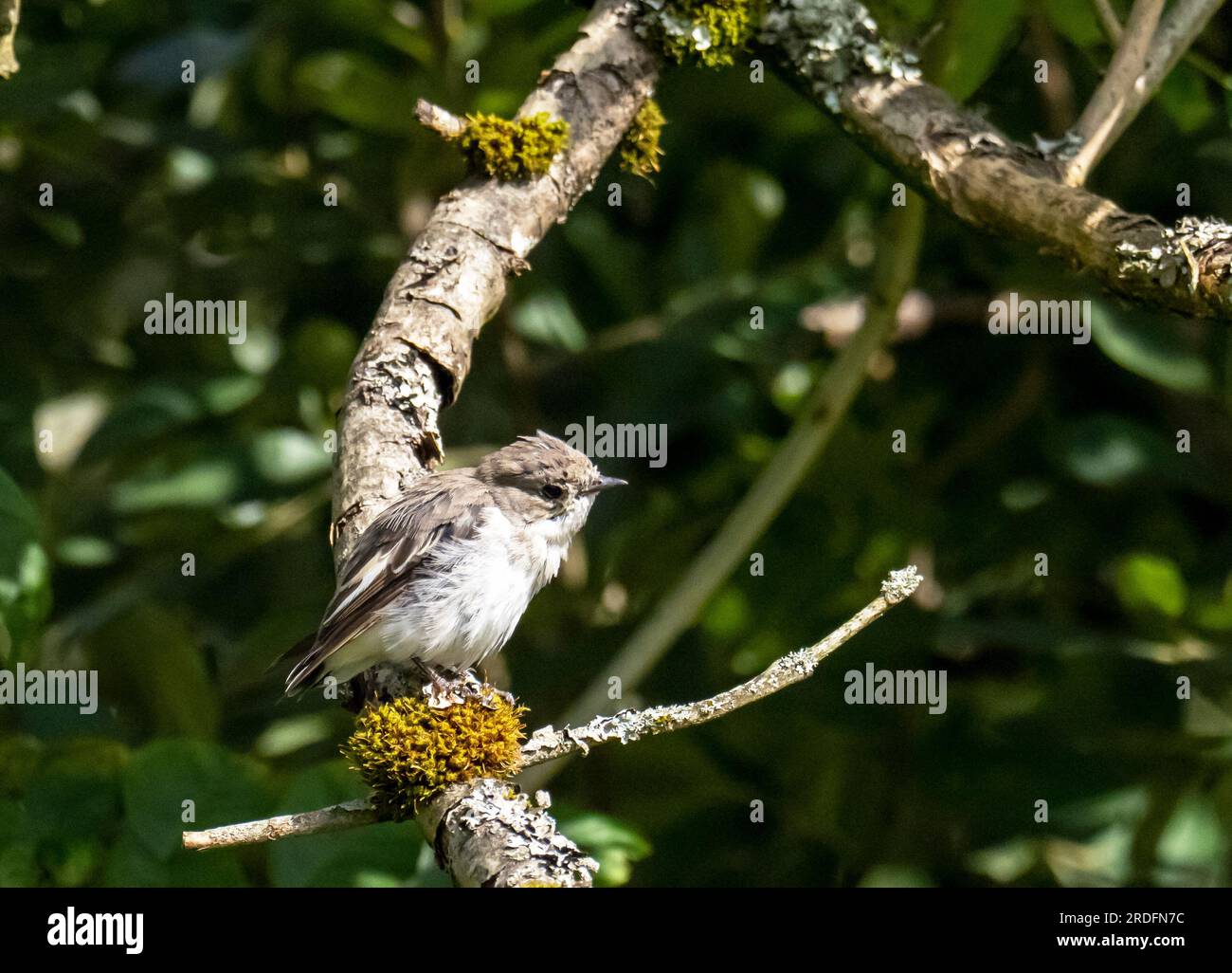 A young Pied Flycatcher, Ficedula hypoleuca in Ambleside, Lake District ...