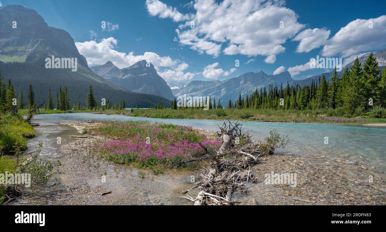 The Bow River emptying into Hector Lake in Banff National Park, Alberta ...