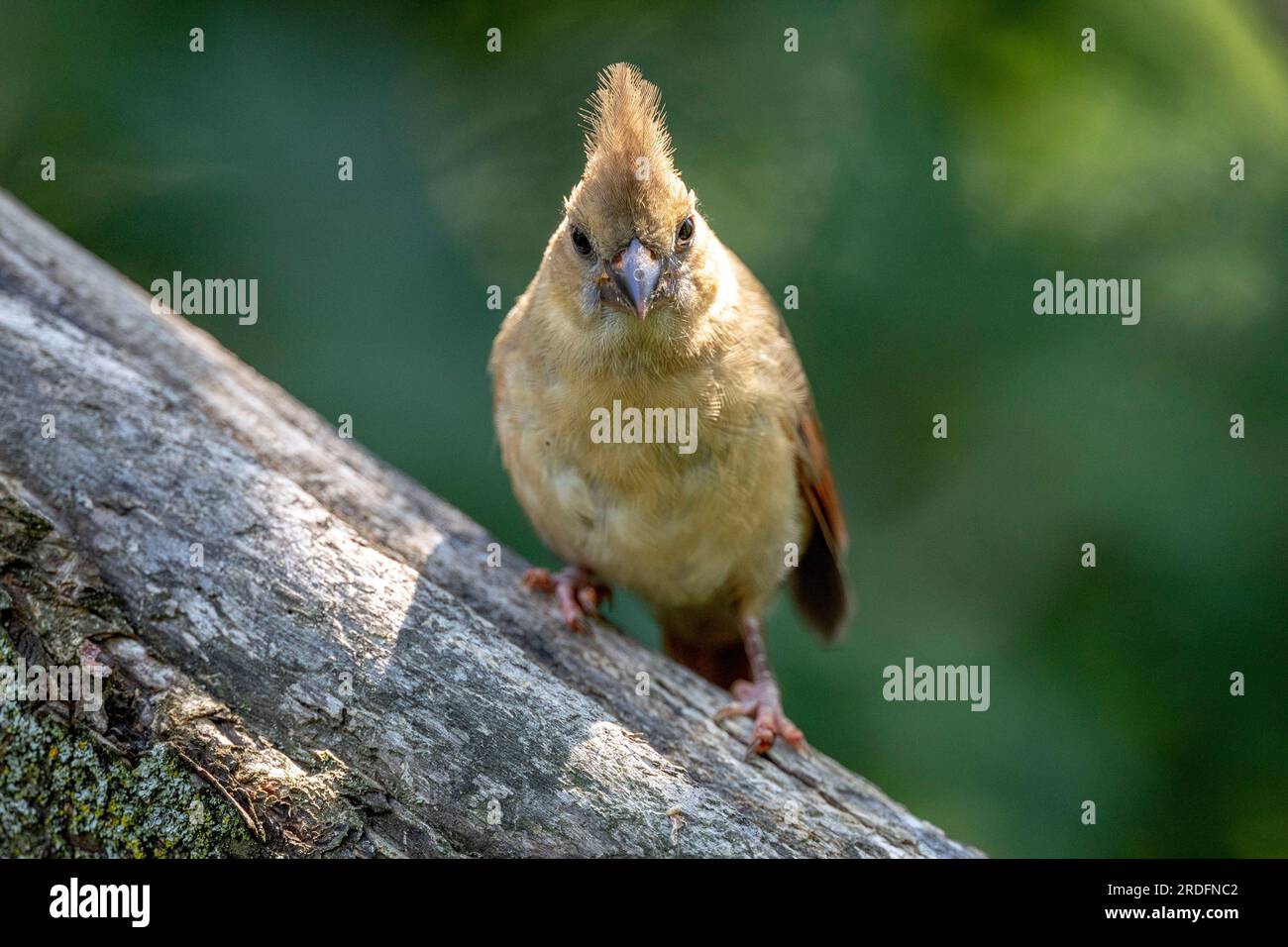 (Ottawa, Canada---19 July 2023) Female northern cardinal at Fletcher ... (Ottawa, Canada---19 July 2023) Female northern cardinal at Fletcher ...