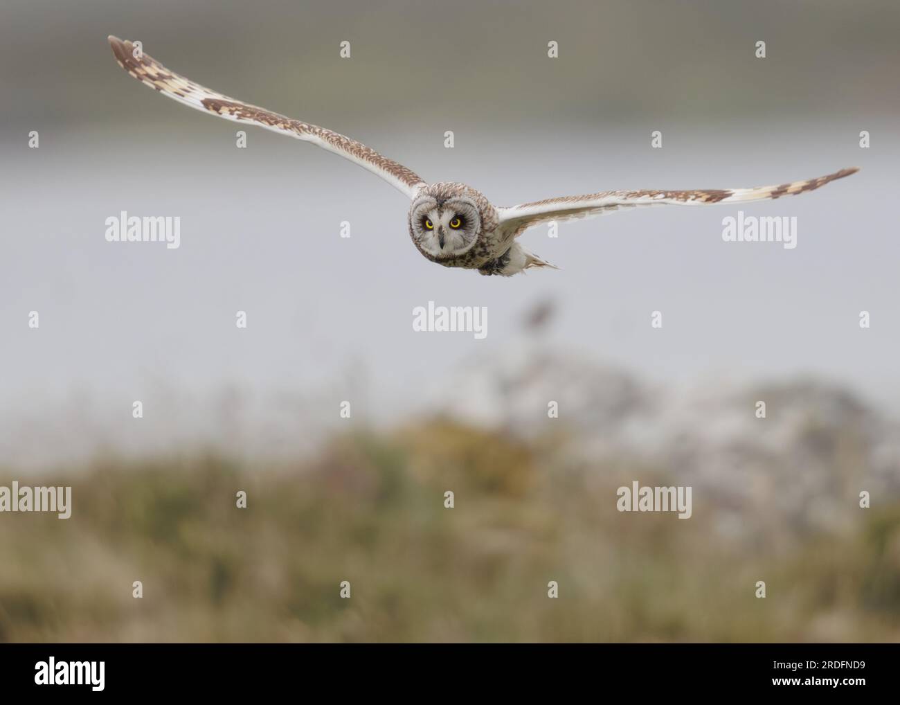 Short-eared Owls of North & South Uist, Outer Hebrides, Scotland Stock Photo - Alamy
