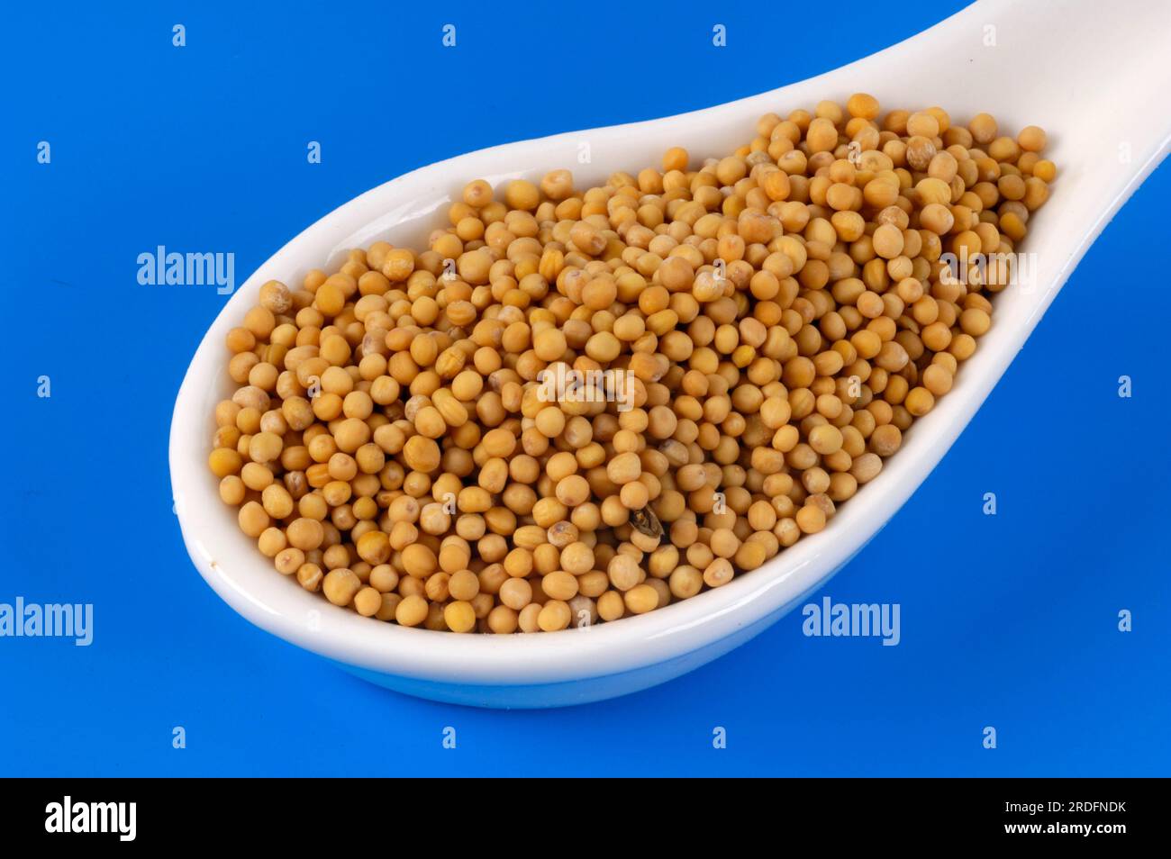 White mustard seeds (Sinapis alba Stock Photo - Alamy