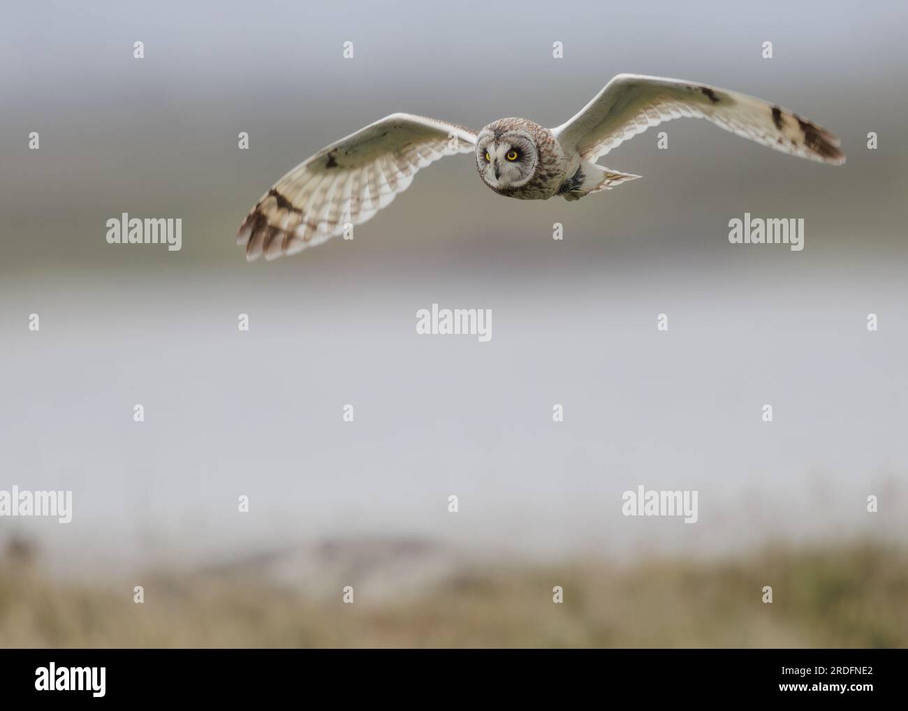 Short-eared Owls of North & South Uist, Outer Hebrides, Scotland Stock Photo - Alamy