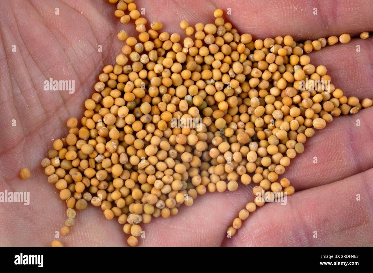 White mustard seeds (Sinapis alba Stock Photo - Alamy