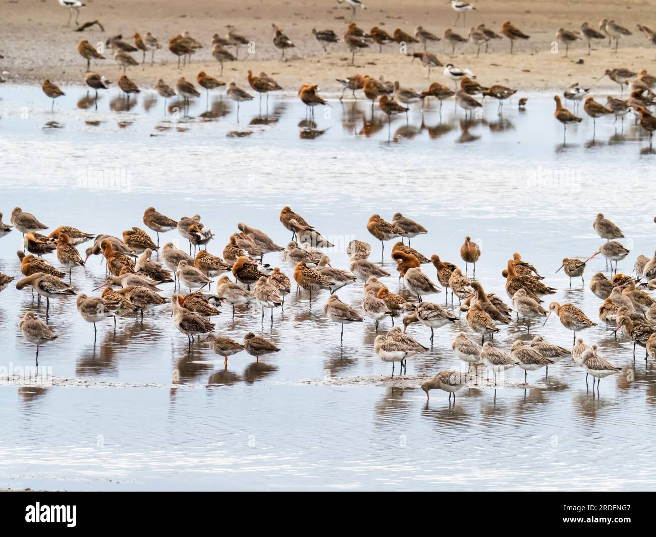 A flock of Black Tailed Godwit; Limosa limosa and Bar Tailed Godwit ...