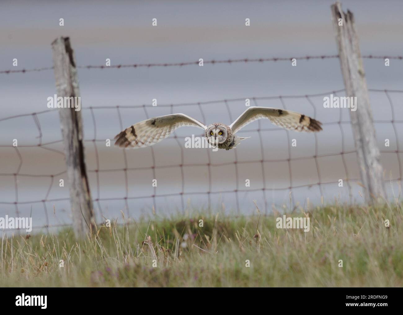 Short-eared Owls of North & South Uist, Outer Hebrides, Scotland Stock ...