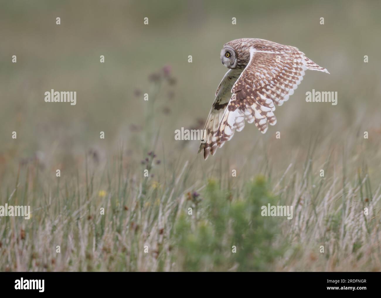 Short-eared Owls of North & South Uist, Outer Hebrides, Scotland Stock Photo - Alamy