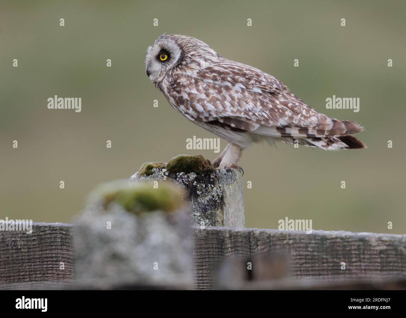 Short-eared Owls of North & South Uist, Outer Hebrides, Scotland Stock Photo - Alamy