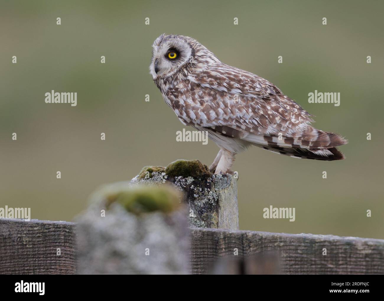 Short-eared Owls of North & South Uist, Outer Hebrides, Scotland Stock Photo - Alamy