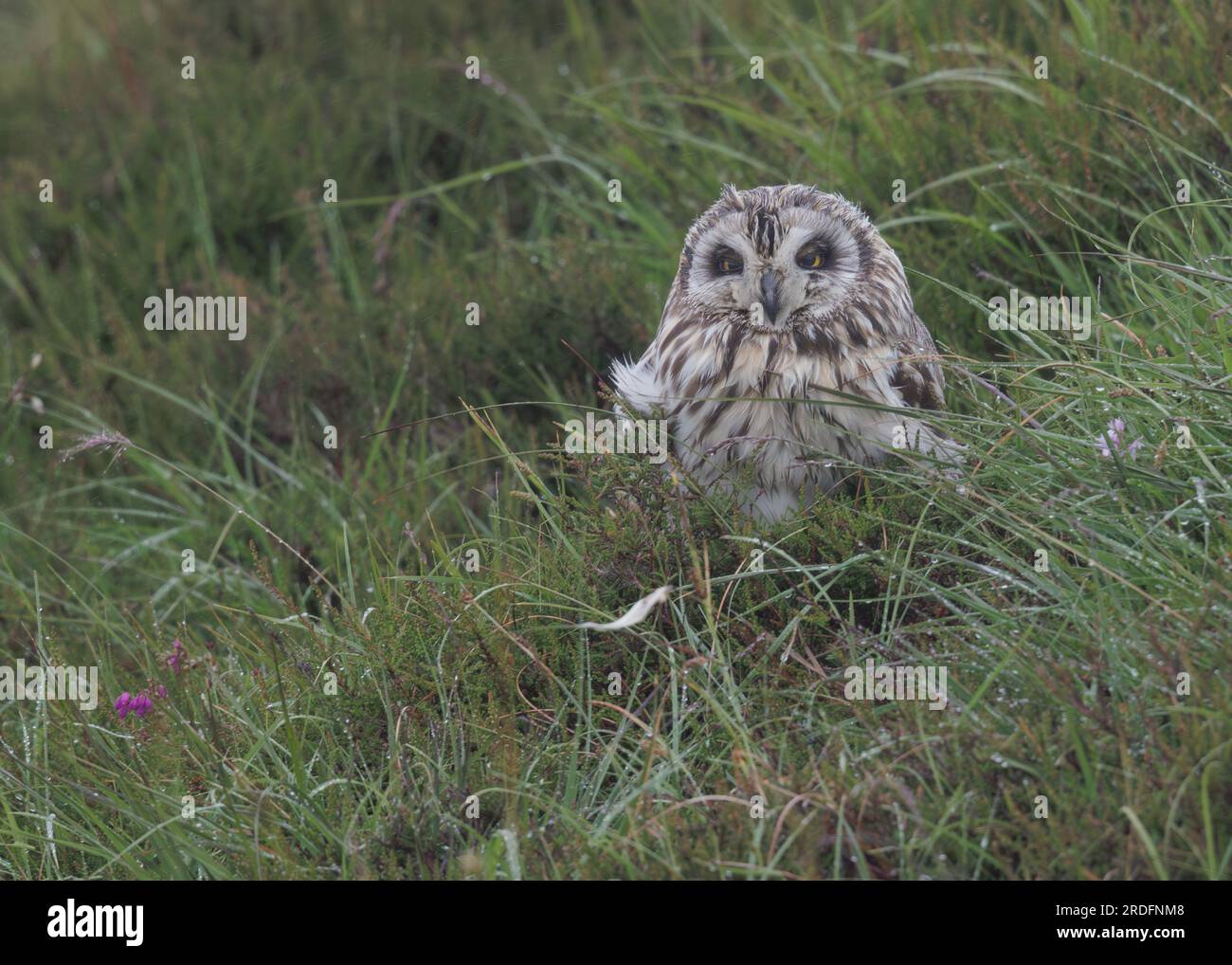 Short-eared Owls of North & South Uist, Outer Hebrides, Scotland Stock Photo - Alamy