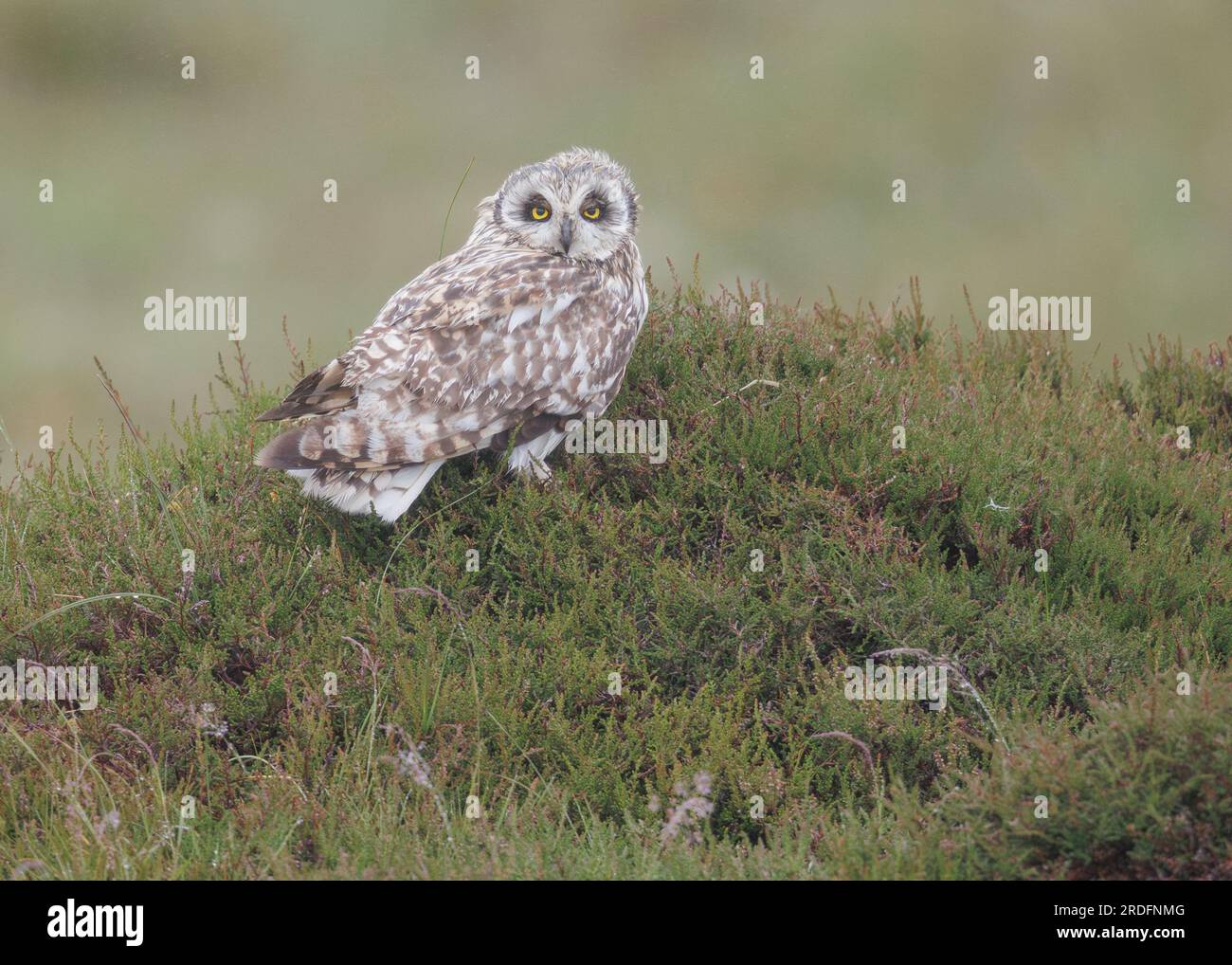 Short-eared Owls of North & South Uist, Outer Hebrides, Scotland Stock Photo - Alamy