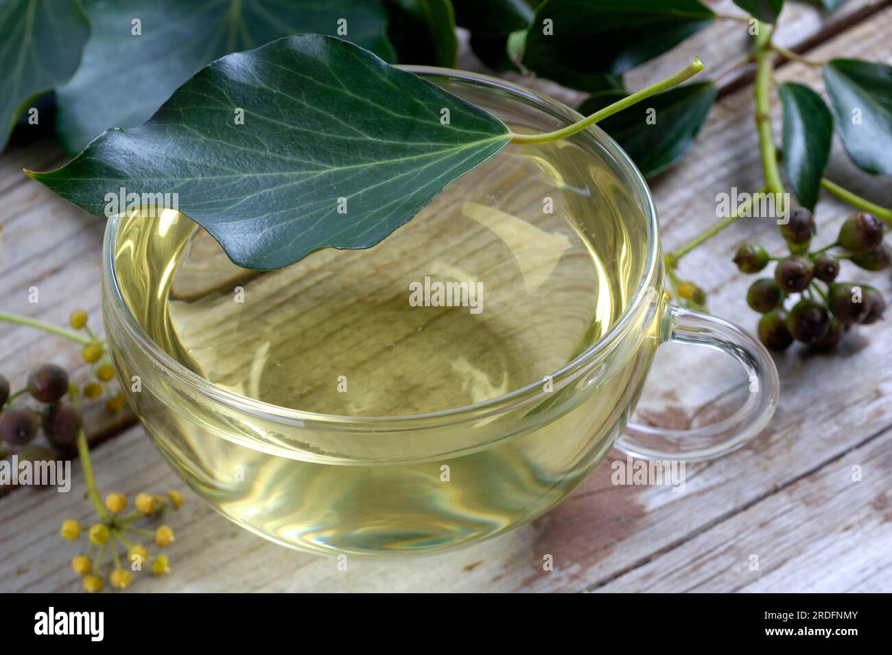 Cup of ivy tea (Hedera helix Stock Photo - Alamy