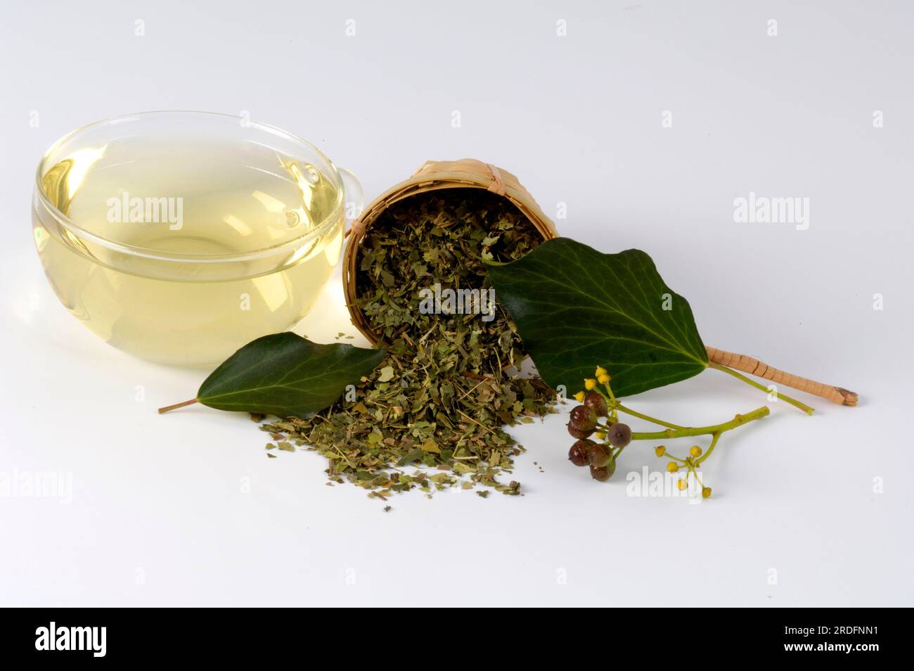 Cup of ivy tea (Hedera helix Stock Photo - Alamy