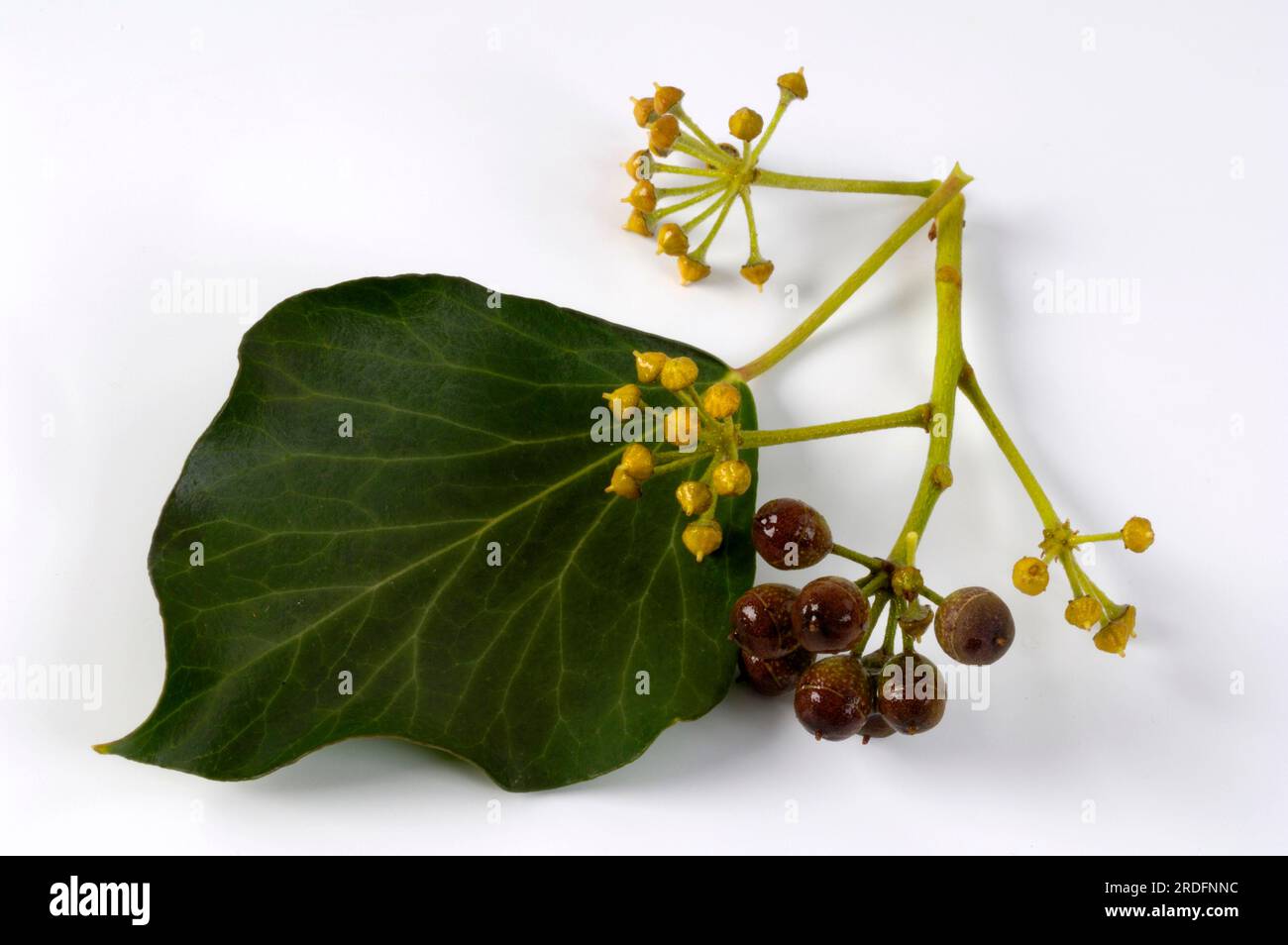 Ivy, leaf (Hedera helix Stock Photo - Alamy