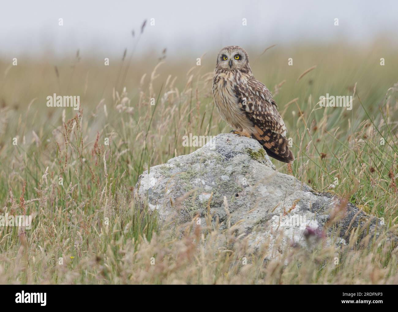 Short-eared Owls of North & South Uist, Outer Hebrides, Scotland Stock Photo - Alamy
