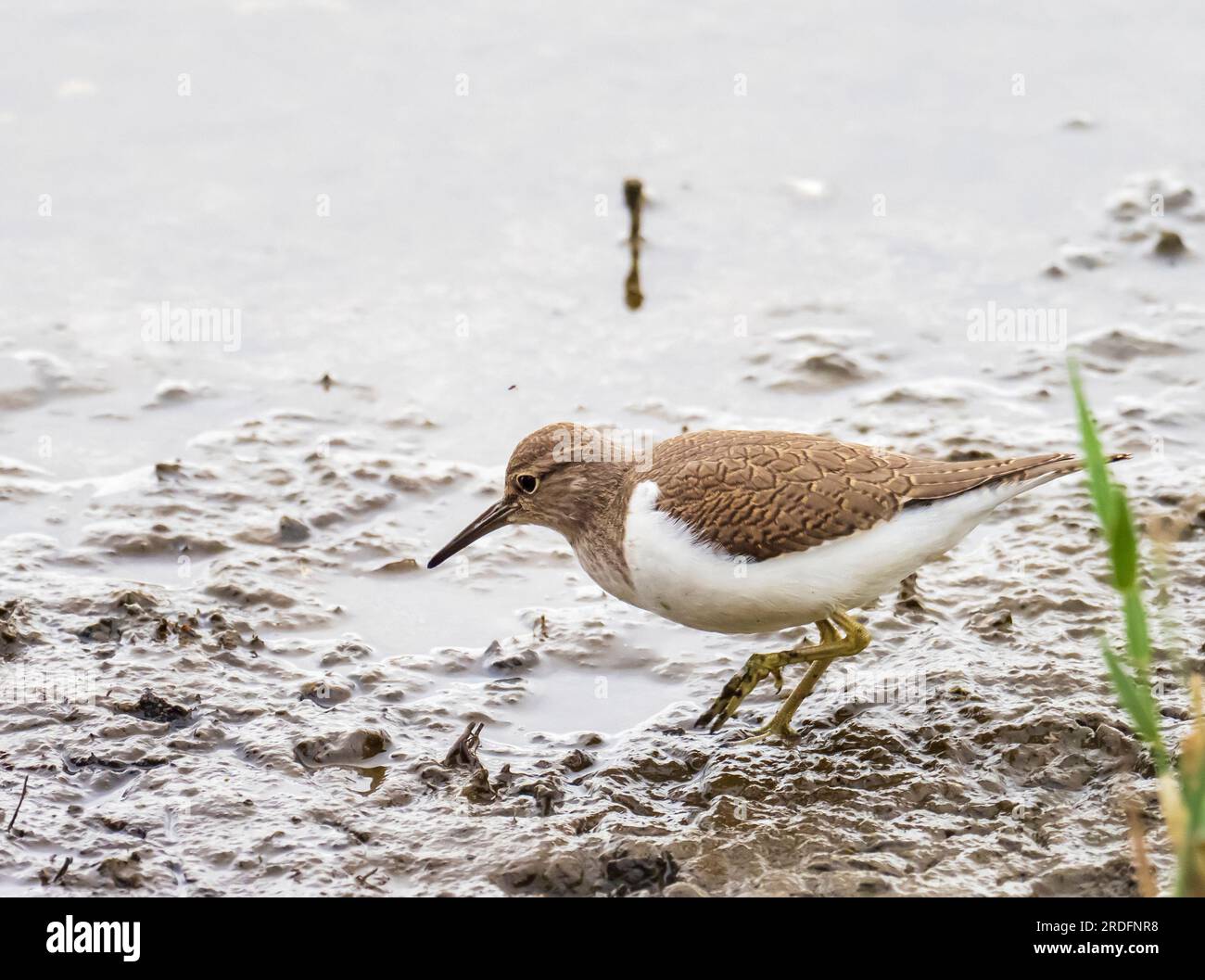 A Common Sandpiper; Actitis hypoleucos at Leighton Moss, Silverdale ...