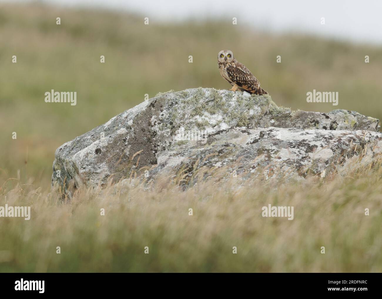 Short-eared Owls of North & South Uist, Outer Hebrides, Scotland Stock Photo - Alamy