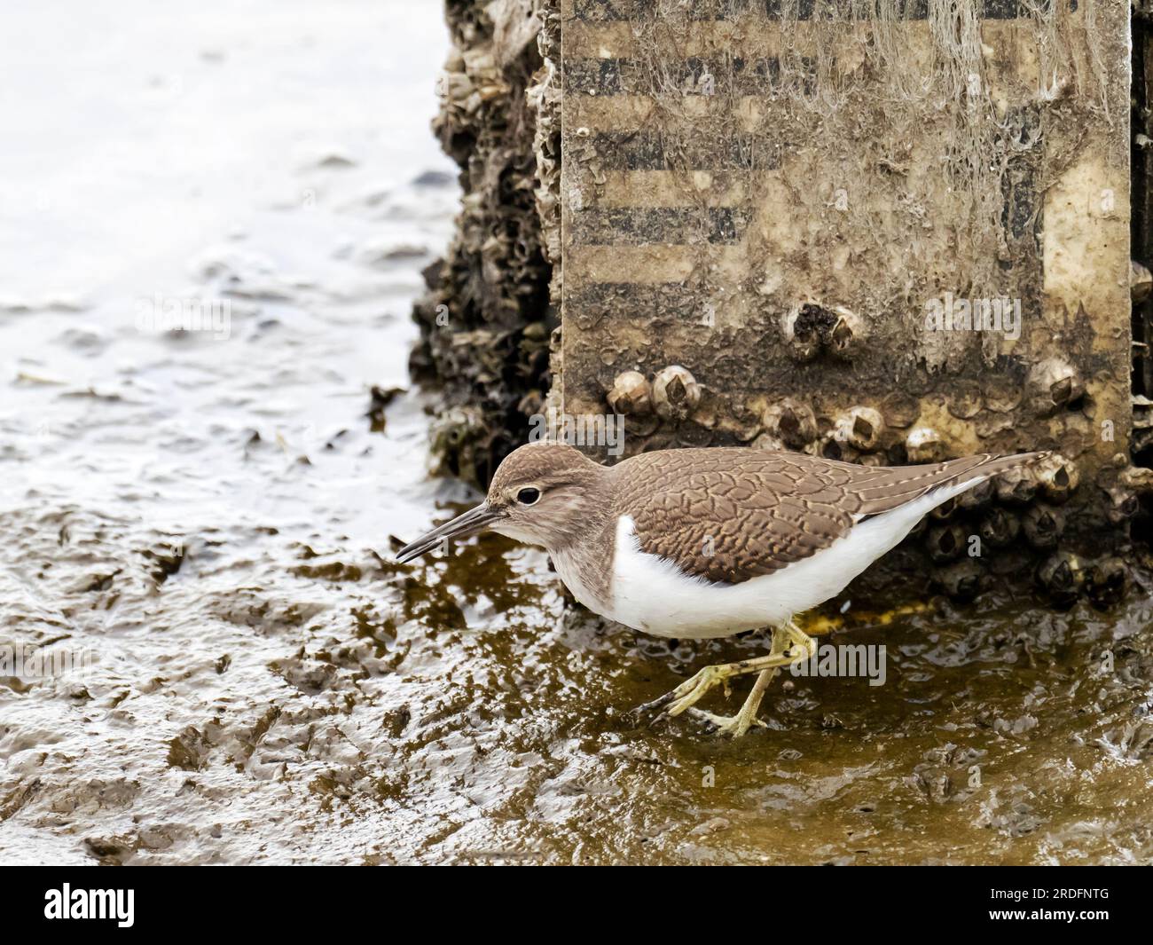 Common sandpiper actitis hypoleucos leighton hi-res stock photography ...