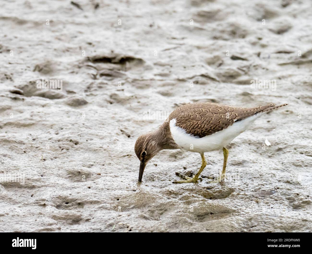 Common sandpiper actitis hypoleucos leighton hi-res stock photography ...
