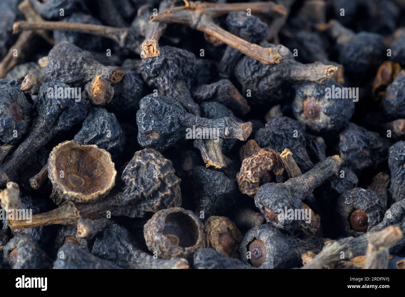 Cinnamon (Cinnamomum), flowers Stock Photo - Alamy