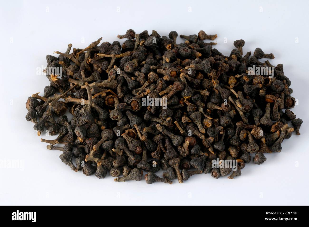 Cinnamon (Cinnamomum), flowers Stock Photo - Alamy