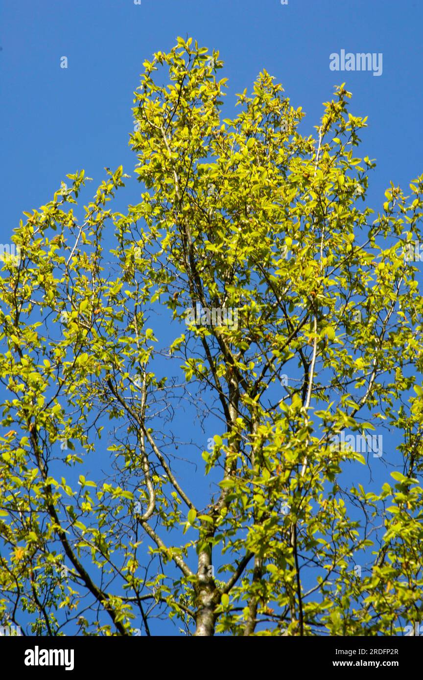 American hophornbeam tree hi-res stock photography and images - Alamy