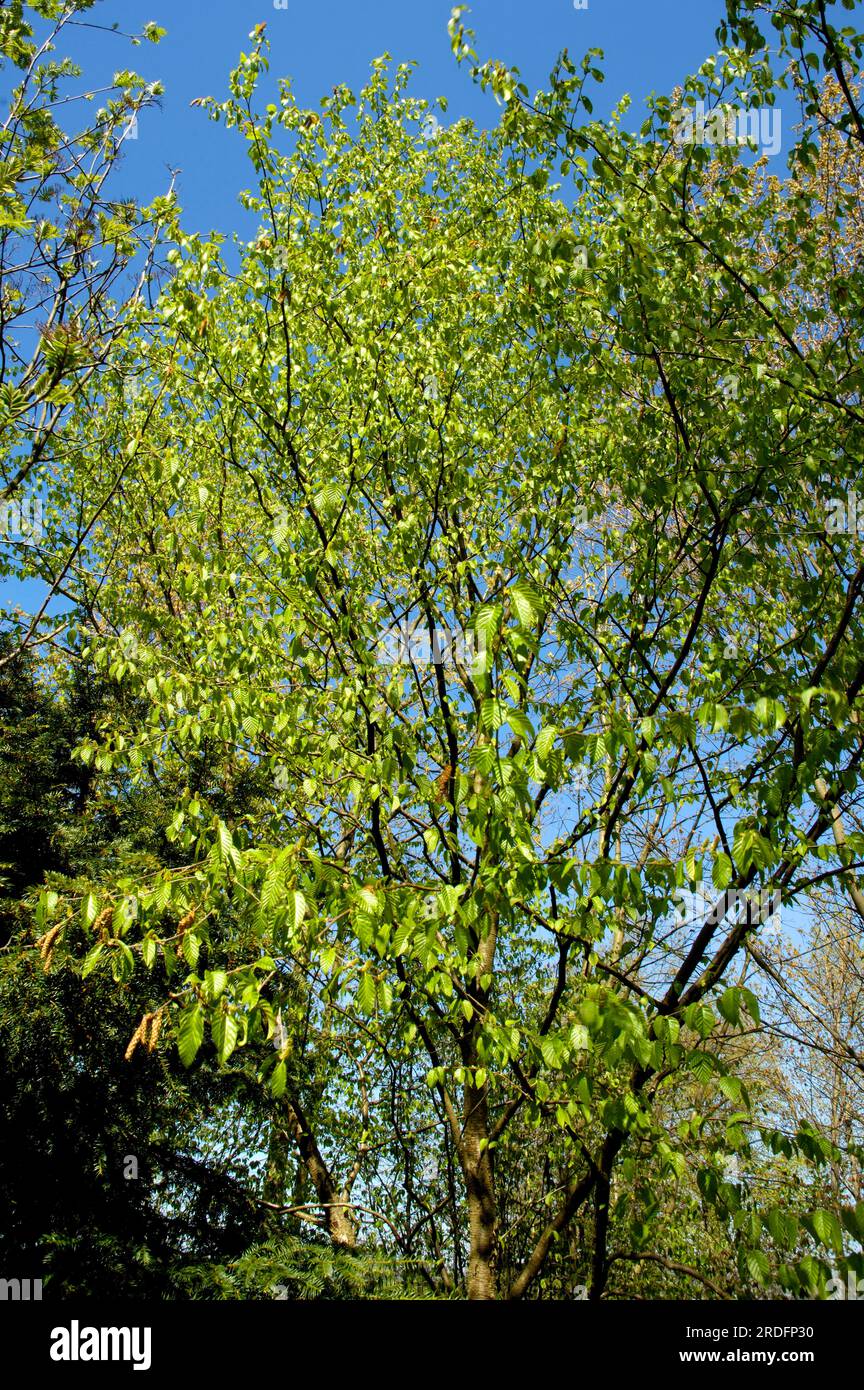Yellow birch (Betula alleghaniensis Stock Photo - Alamy