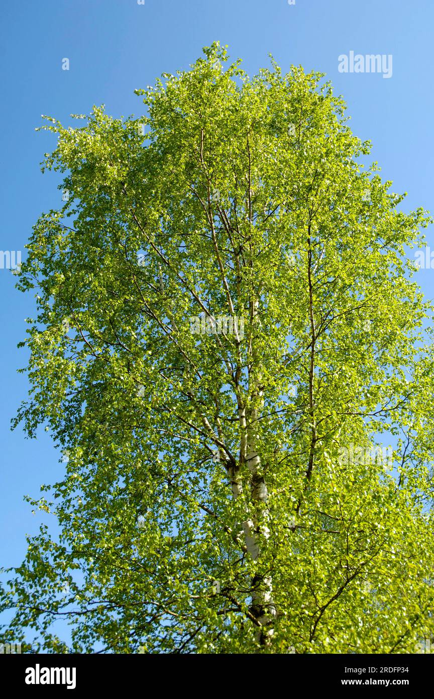 Birch swamp hi-res stock photography and images - Alamy