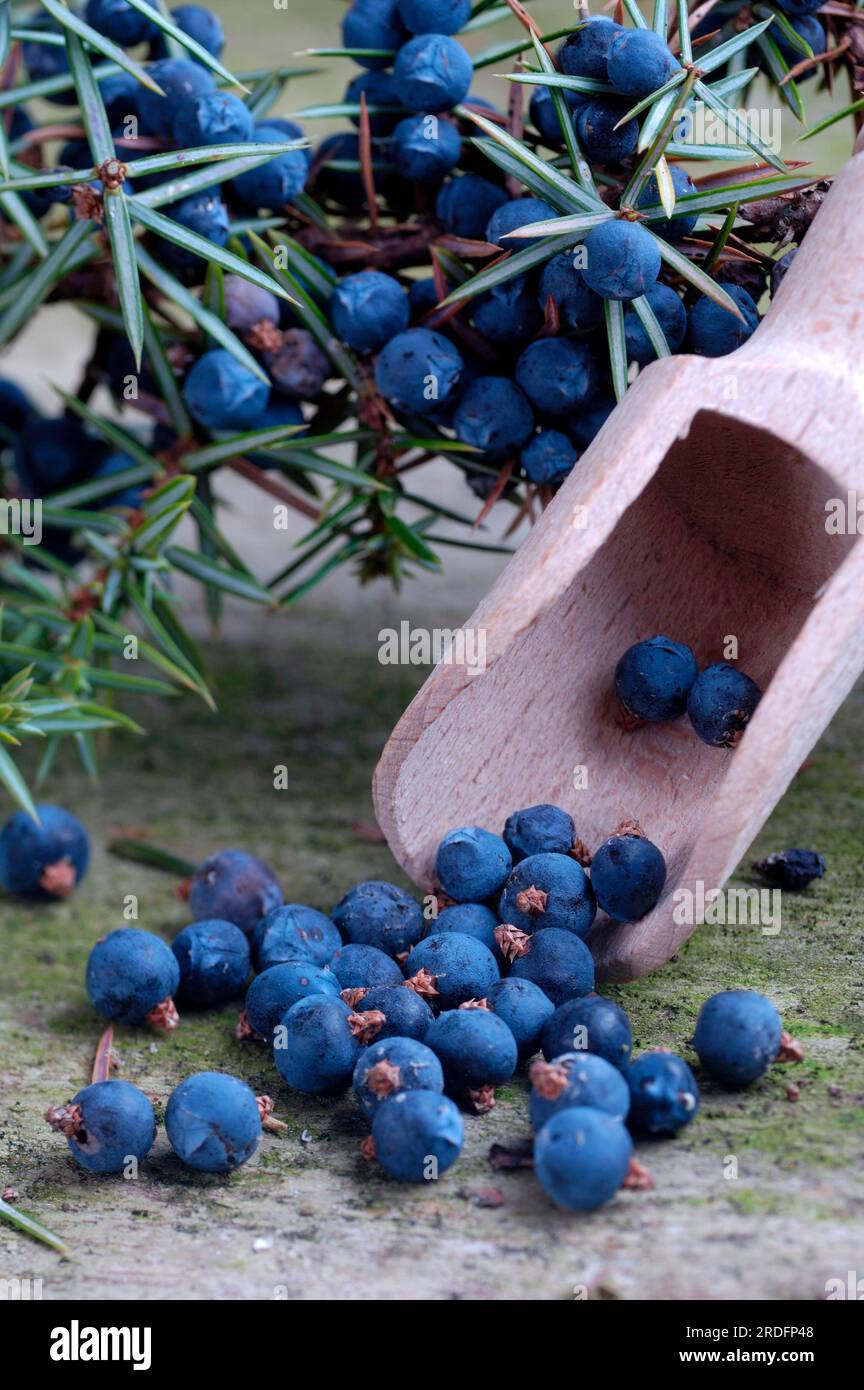 Juniper berries (Juniperus communis), juniper Stock Photo - Alamy